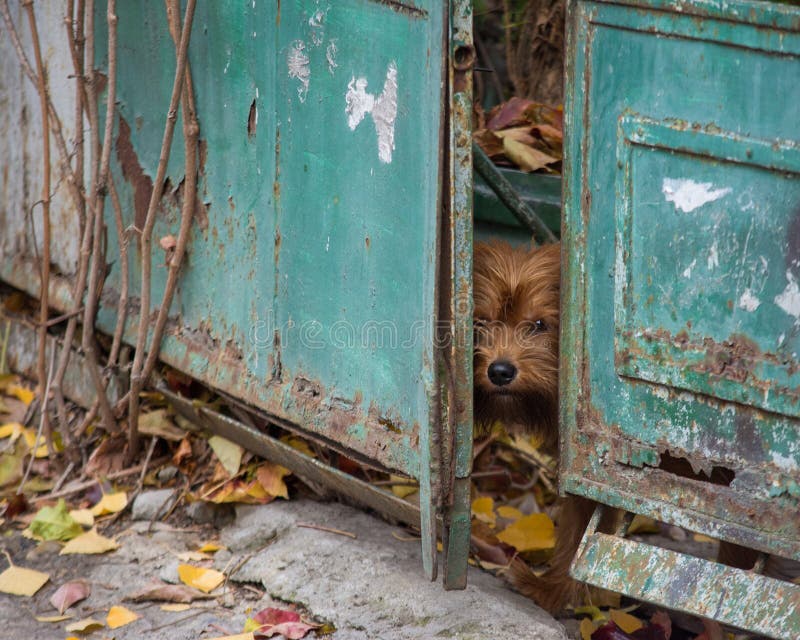 Sneaking Stock Photos - Download 2,985 Royalty Free Photos