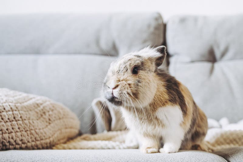 Cute Little Soft Rabbit on the Sofa Stock Photo - Image of bunny ...