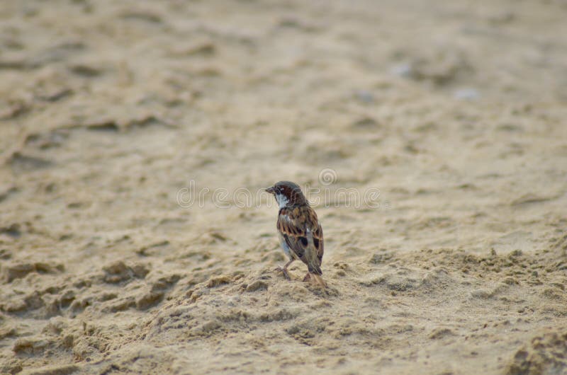 Cute Little Sparrow on Sand Stock Photo - Image of adorable, closeup ...
