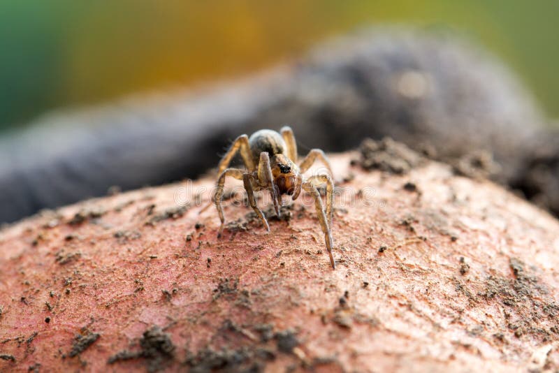 2,045 Cute Little Spider Stock Photos - Free & Royalty-Free Stock ...