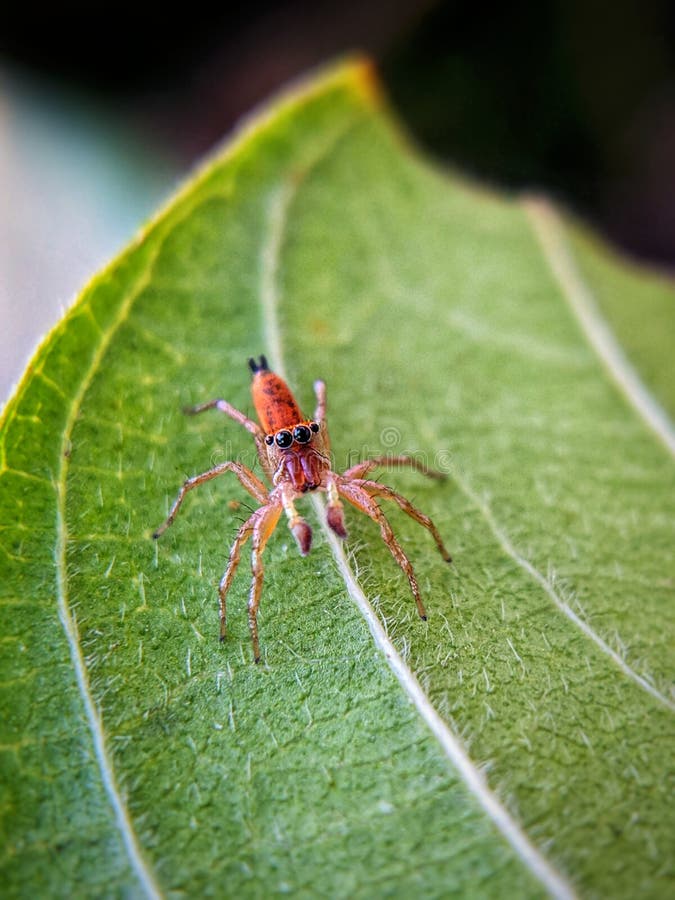 Cute Little Spider on the Leaves Looking for Food Stock Image - Image ...