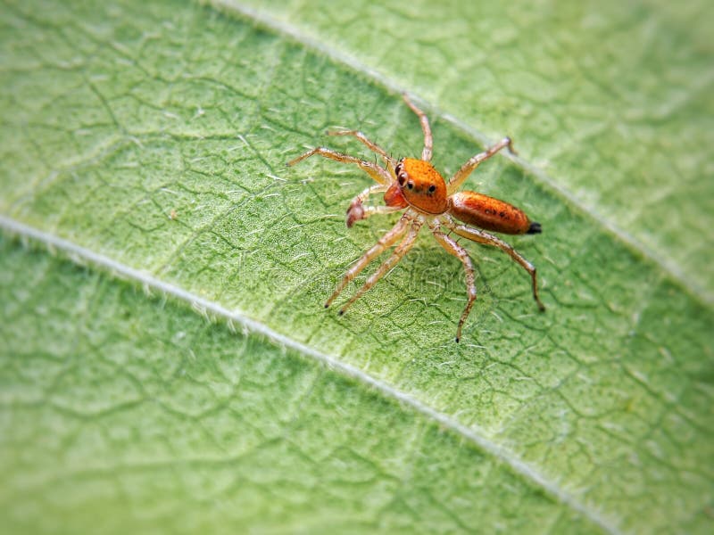 Cute Little Spider on the Leaves Looking for Food Stock Photo - Image ...