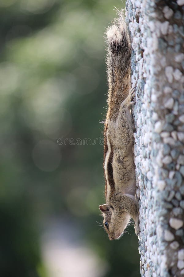 Squirrel Crawling on a Pine Tree from Far Away Stock Photo - Image of ...