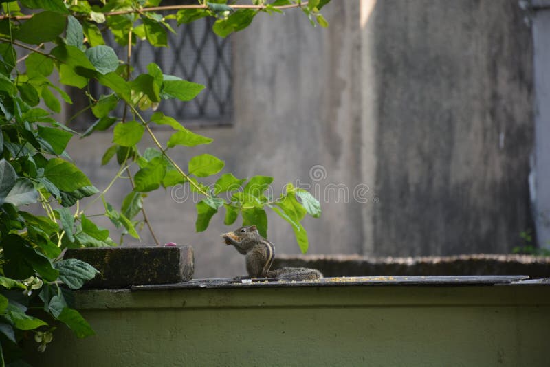 Cute little squirrel stock image. Image of forest, rodent - 267831235