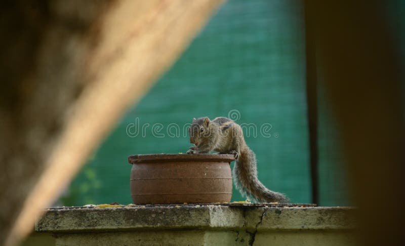 Cute little squirrel stock image. Image of outdoor, cute - 267831447
