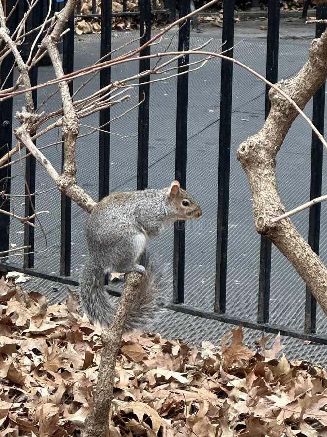Cute Little Squirrel at Park Stock Image - Image of park, little: 272674553