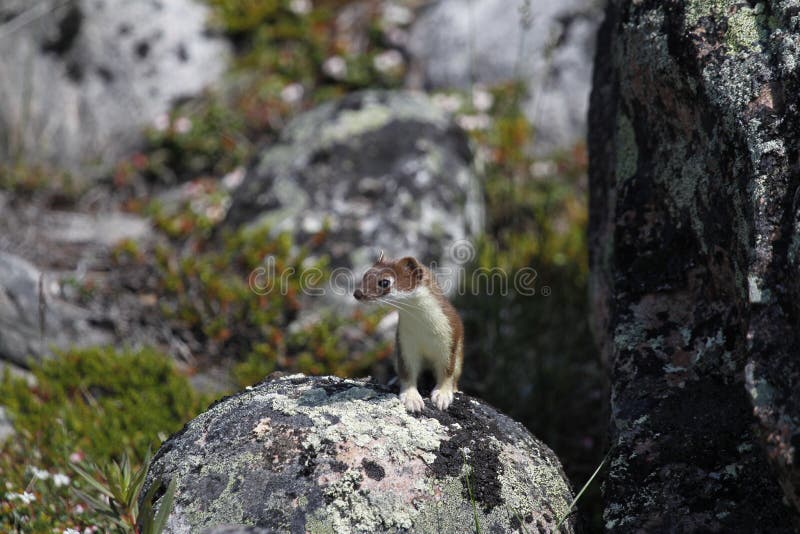 Adorable Stoat Standing on a Rock while Hunting Stock Photo - Image of ...