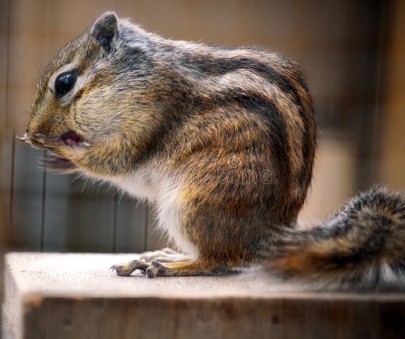 Closeup of a Cute Little Chipmunk Eating Stock Image - Image of cute ...