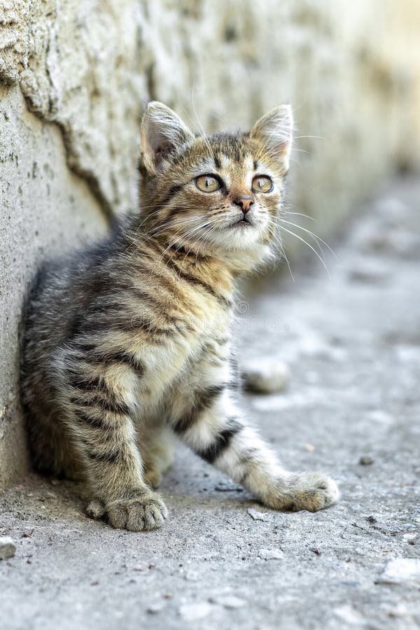 Cute Little Striped Kitten Sitting by the Concrete Wall Stock Image ...