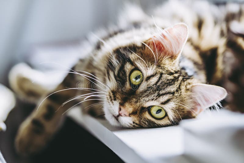 Cute Little Tabby Angora Kitten Lying at Home Stock Image - Image of ...