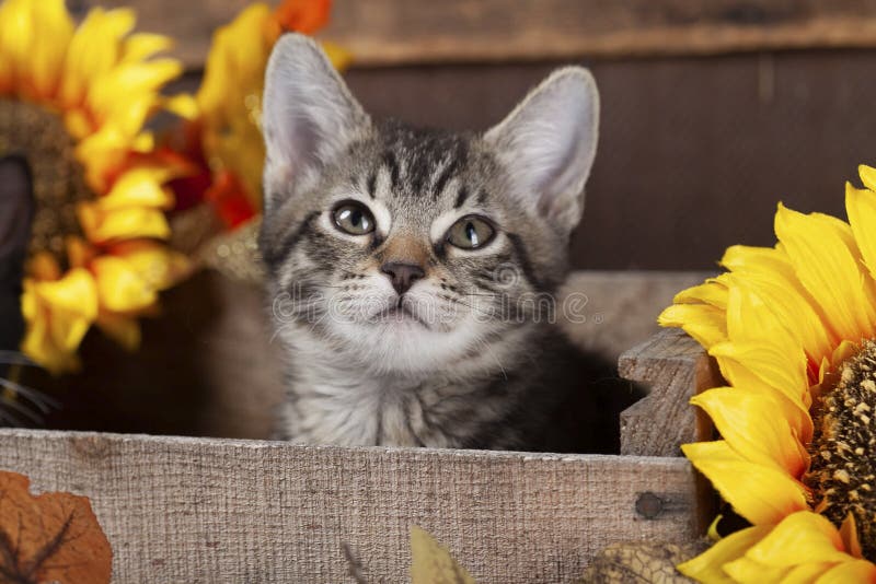 Fall Kitty stock image. Image of fall, sunflowers, pumpkins - 186292381