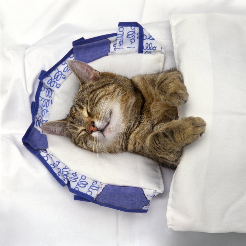 Cute Little Tabby Cat is Sleeping in a Bed Stock Image - Image of joke ...