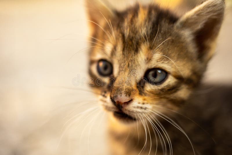 Cute Little Tabby Kitten Closeup Face Portrait Stock Image - Image of ...