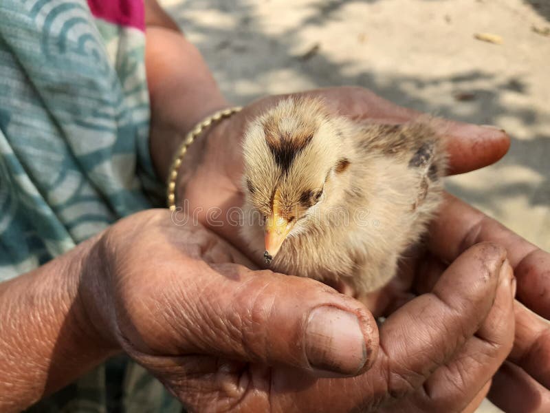 A cute little thing stock photo. Image of finch, skin - 212485036