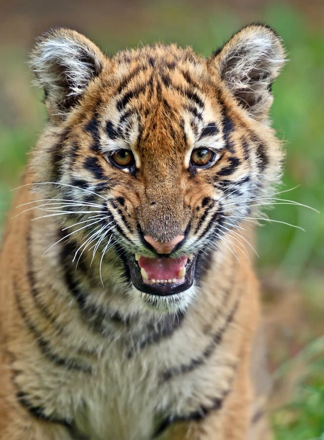 Cute little Tiger stock photo. Image of dangerous, cats - 87772680