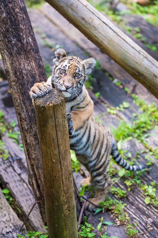 Cute Little Tiger in the Zoo Stock Image - Image of outdoor, cute ...