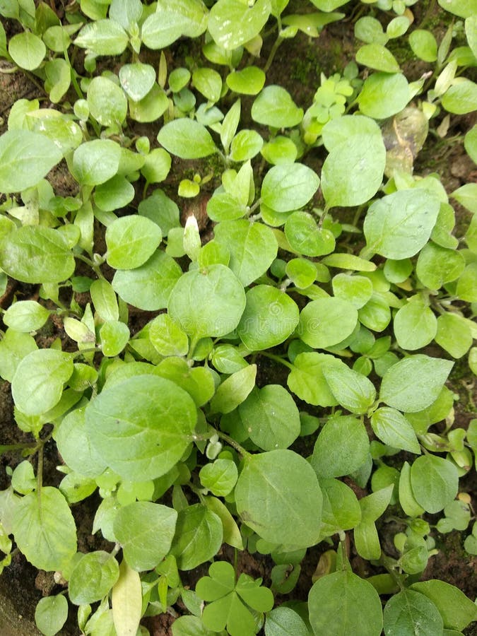 Cute little tree stock image. Image of green, tree, cute - 174858589