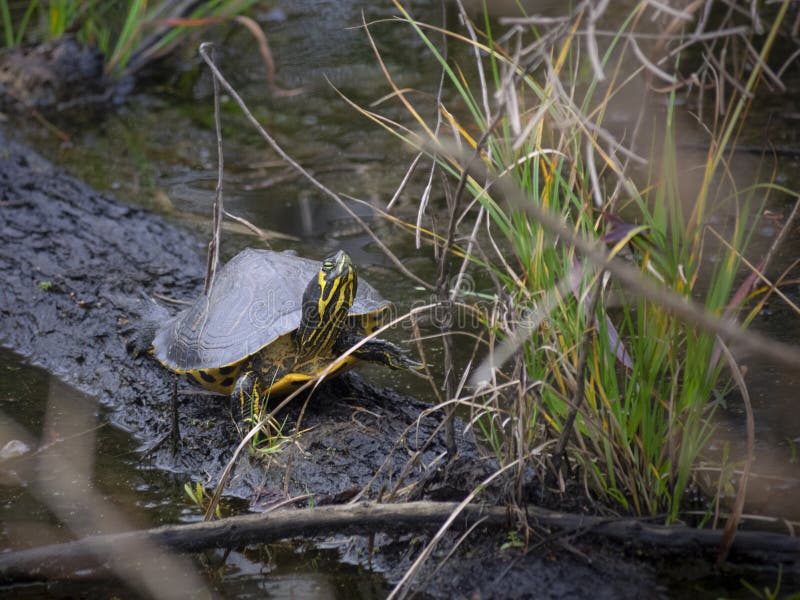 Cute Little Turtle in a Marsh Stock Photo - Image of yellow, emydidae ...