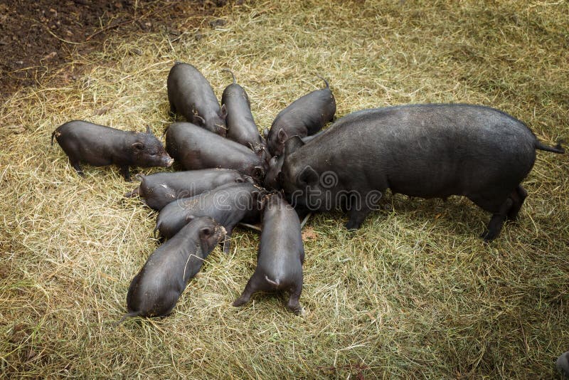 Cute Little Vietnamese Black Piglets on the Farm. Stock Image - Image ...