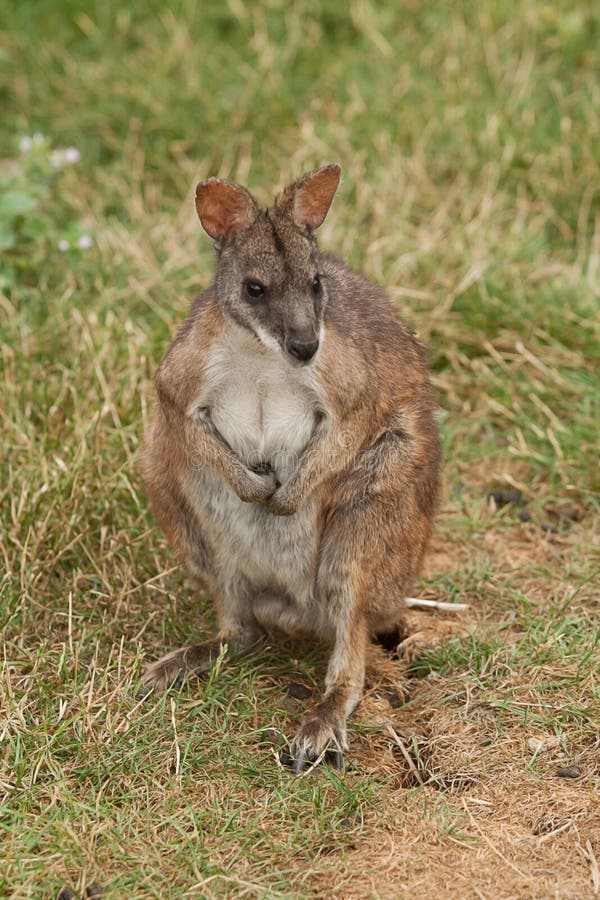 A cute wallaby stock photo. Image of animal, pouch, australian - 60438312