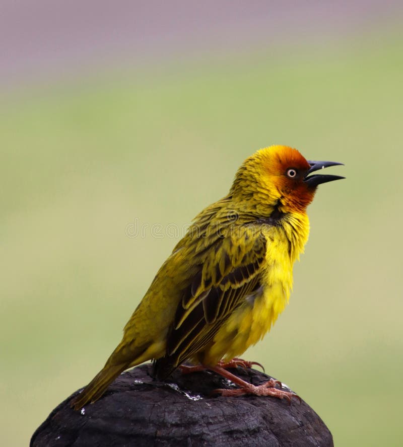 A Little Weaver Bird Chirping while Standing on a Pole. Stock Photo ...