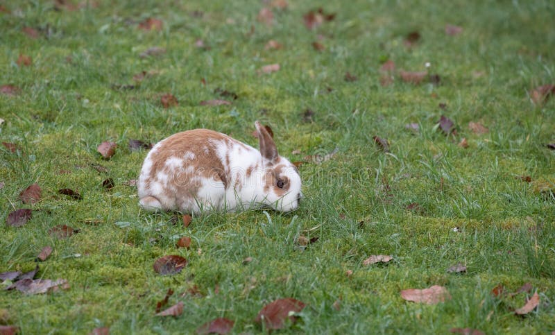 Cute Little Rabbit Eating Grass on a Meadow Stock Image - Image of pets ...