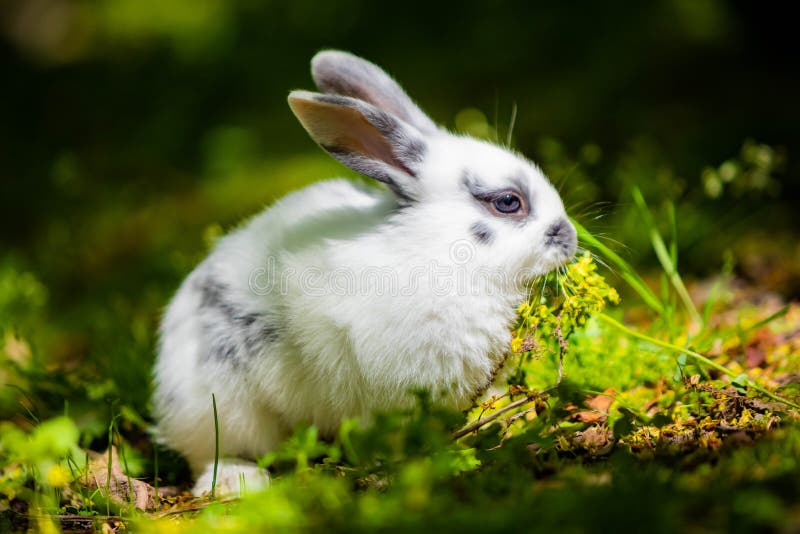Cute Little White Bunny Rabbit on the Grass Meadow Eating Stock Photo ...