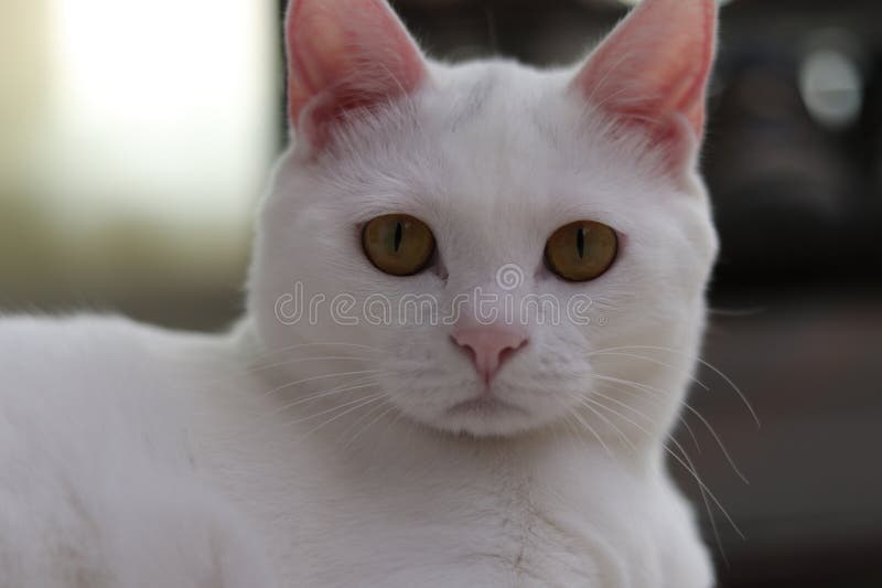Cute little white cat stock photo. Image of posture - 289533000