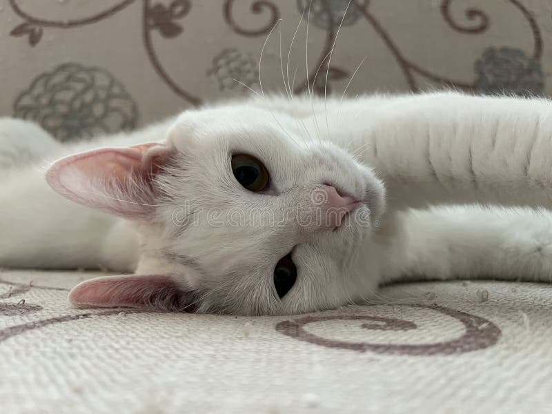 Cute little white cat stock photo. Image of little, white - 287744178