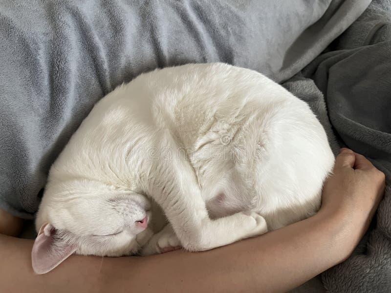 Cute little white cat stock image. Image of whiskers - 290116615