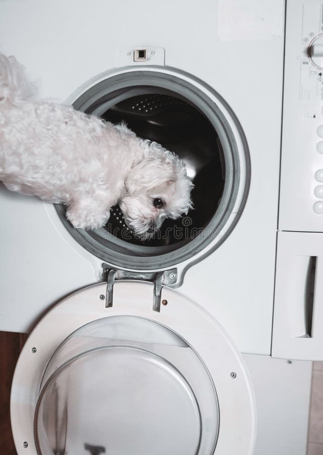 Cute Little White Dog Looking Back by Washing Machine. Stock Photo ...