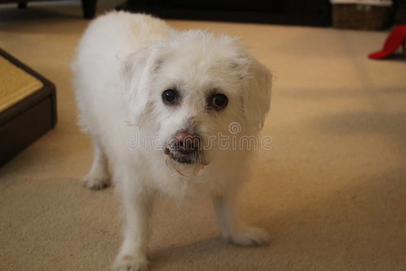 A cute little white dog stock image. Image of cute, animal - 238277183