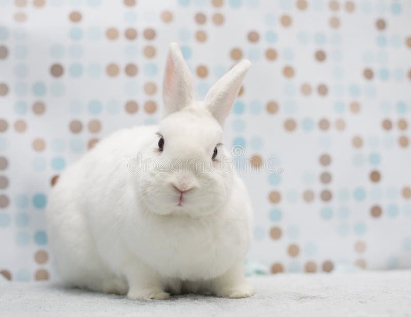 Cute Little White Easter Rabbit at Soft Homie Background Stock Photo ...