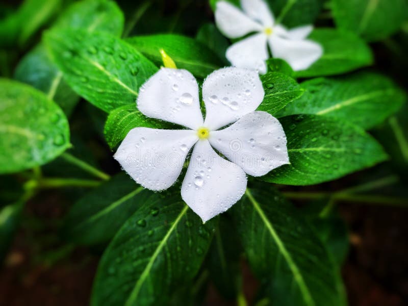 Cute Little White Flower with Water Drops Stock Photo - Image of cute ...