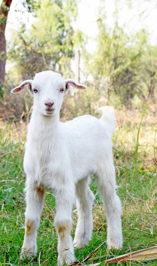 Cute Little White Goat in the Field Stock Image - Image of countryside ...