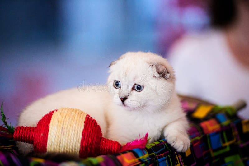 Cute little white kitten stock image. Image of portrait - 148365265