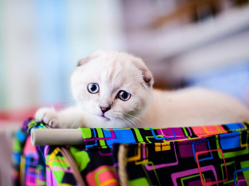 Cute little white kitten stock photo. Image of adorable - 148365282