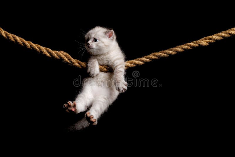 Funny Baby Cat Hanging Rope Photos - Free & Royalty-Free Stock Photos ...