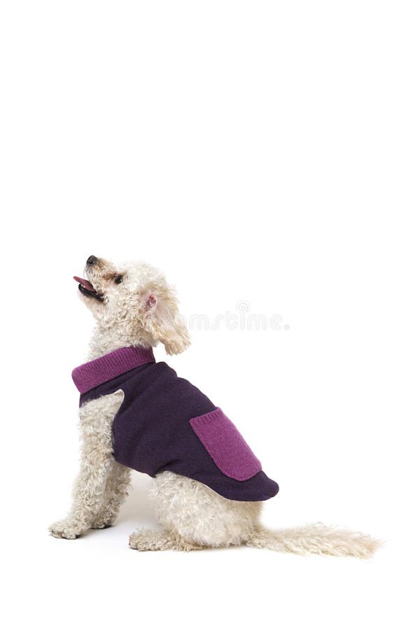 181 Poodle Wearing Clothes Stock Photos - Free & Royalty-Free Stock ...