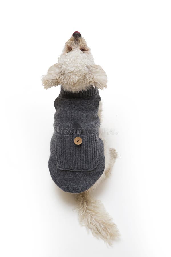 Cute Little White Poodle in Dog Clothes Stock Image - Image of breed ...