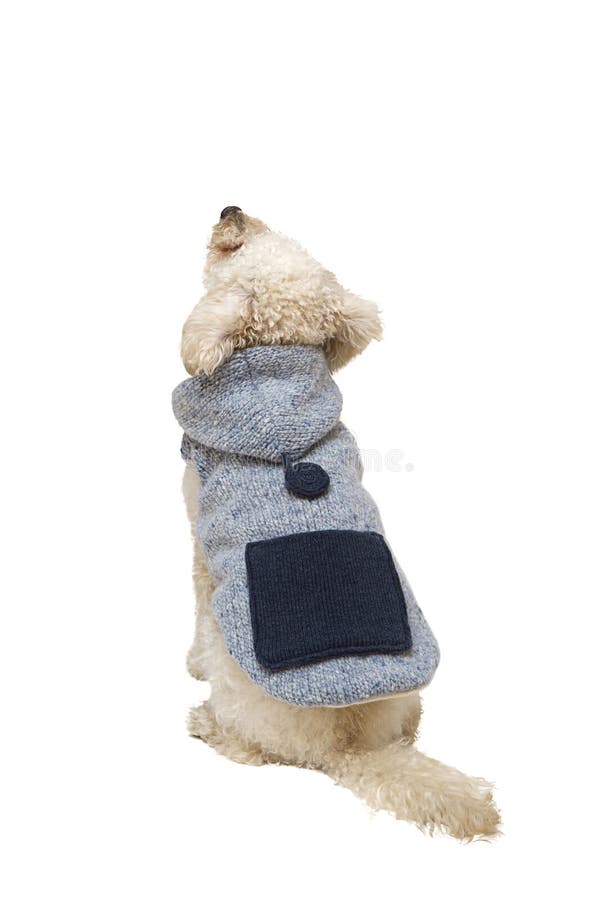 181 Poodle Wearing Clothes Stock Photos - Free & Royalty-Free Stock ...