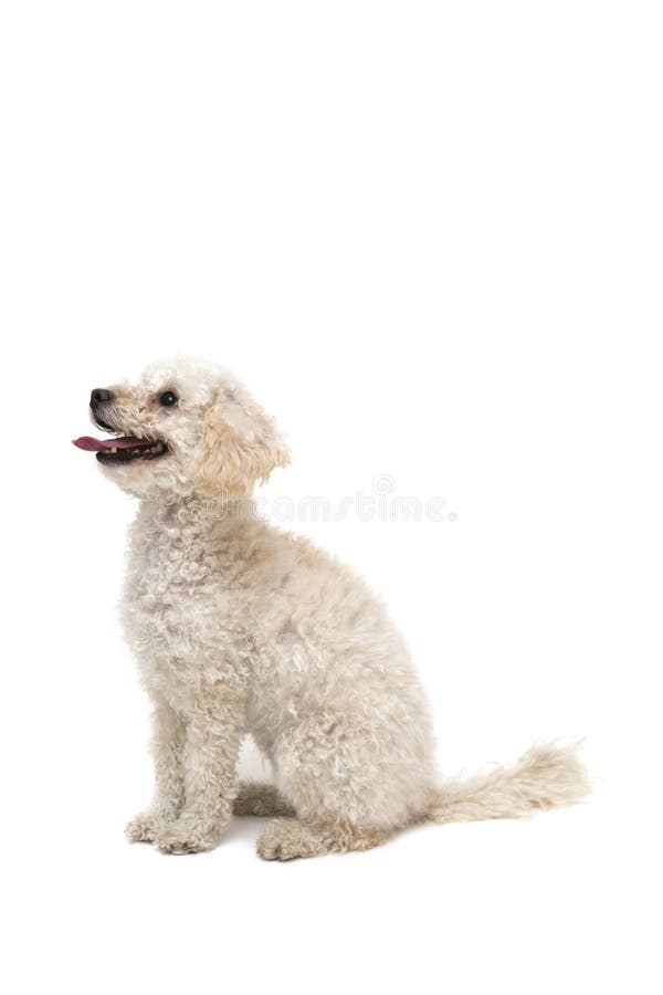 Cute little white poodle stock photo. Image of small - 82371432