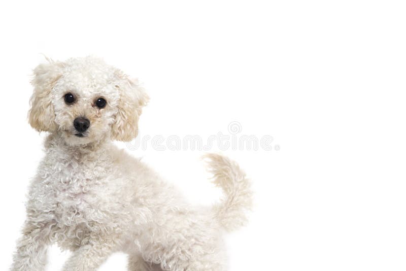 Cute little white poodle stock photo. Image of active - 82499188