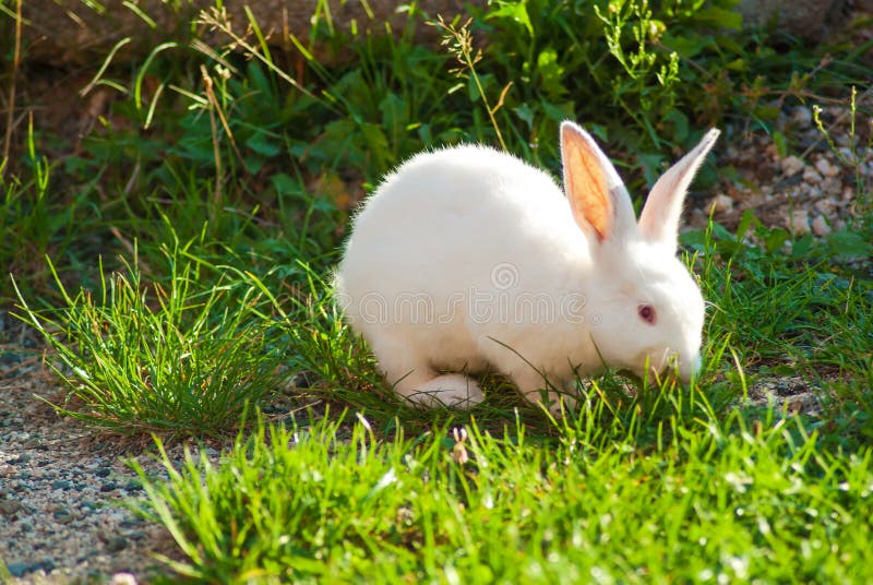 Cute Little White Rabbit Eats Grass Stock Image - Image of bunny, lawn ...
