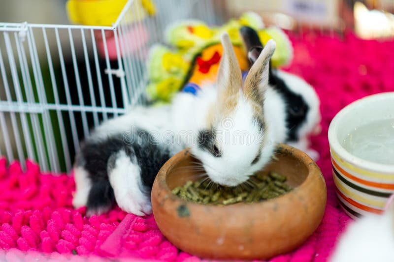 Cute Little White Rabbit Pet Care Concept with Copy Space Stock Photo ...