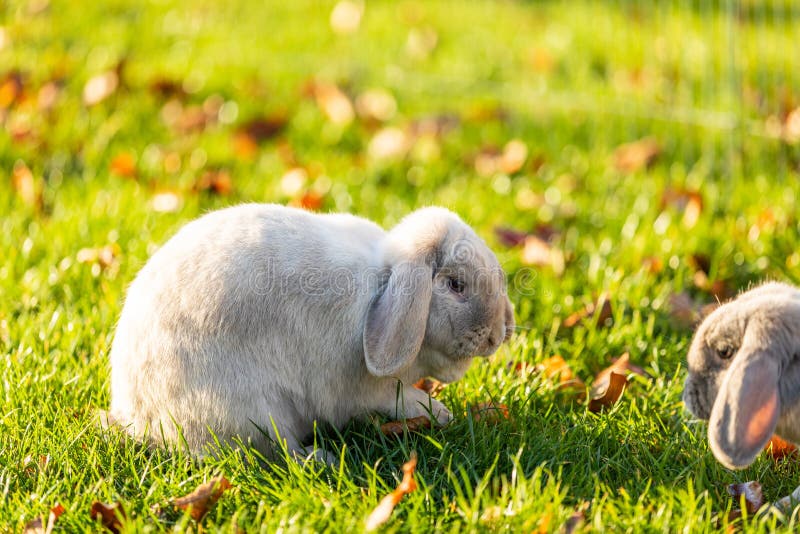 Cute Little White Rabbits on the Grass in Nature Stock Image - Image of ...