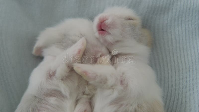 Cute Little White Rabbits Sleep on a Blanket Stock Video - Video of ...