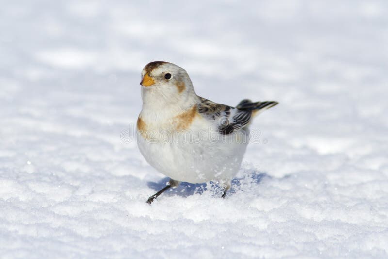 Cute Little White Snow Bunting Bird in the Snow Stock Photo - Image of ...