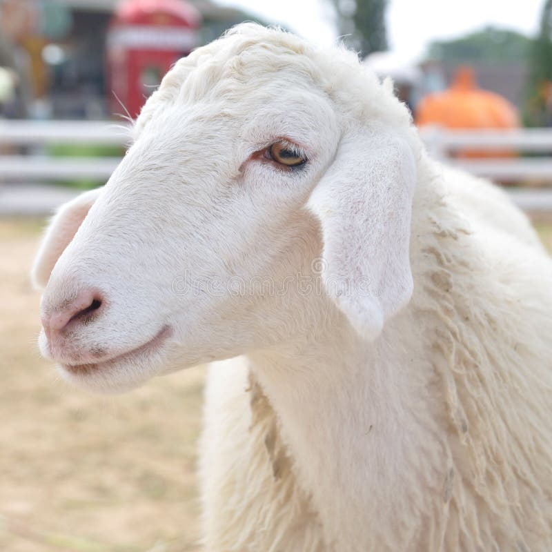 Cute Little Young Sheep in Farm, Square Size Stock Photo - Image of ...
