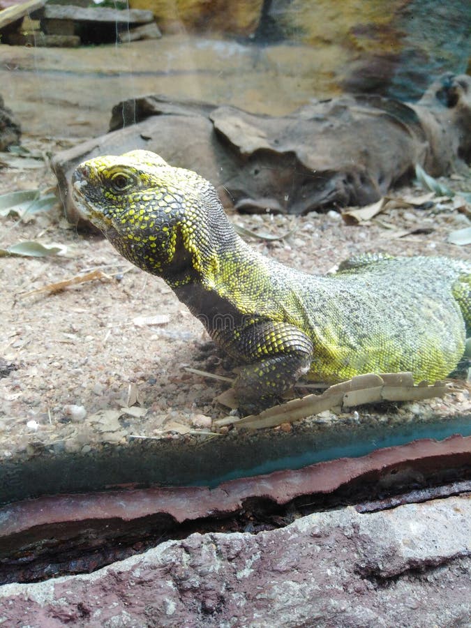 This cute lizard stock image. Image of lizard, crocodile - 268506975